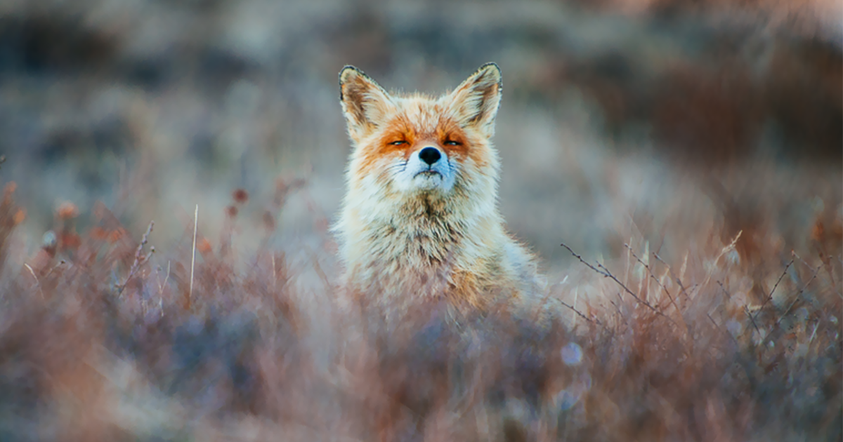 Events – Prairie Fox Books